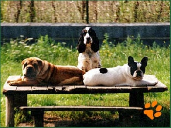 Accueil - Elevage of caniland's dream - eleveur de chiens Cane Corso